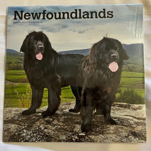 Wall Decor | Newfoundlands Calendar 222 Deluxe 2022 Newfoundland Wall ...